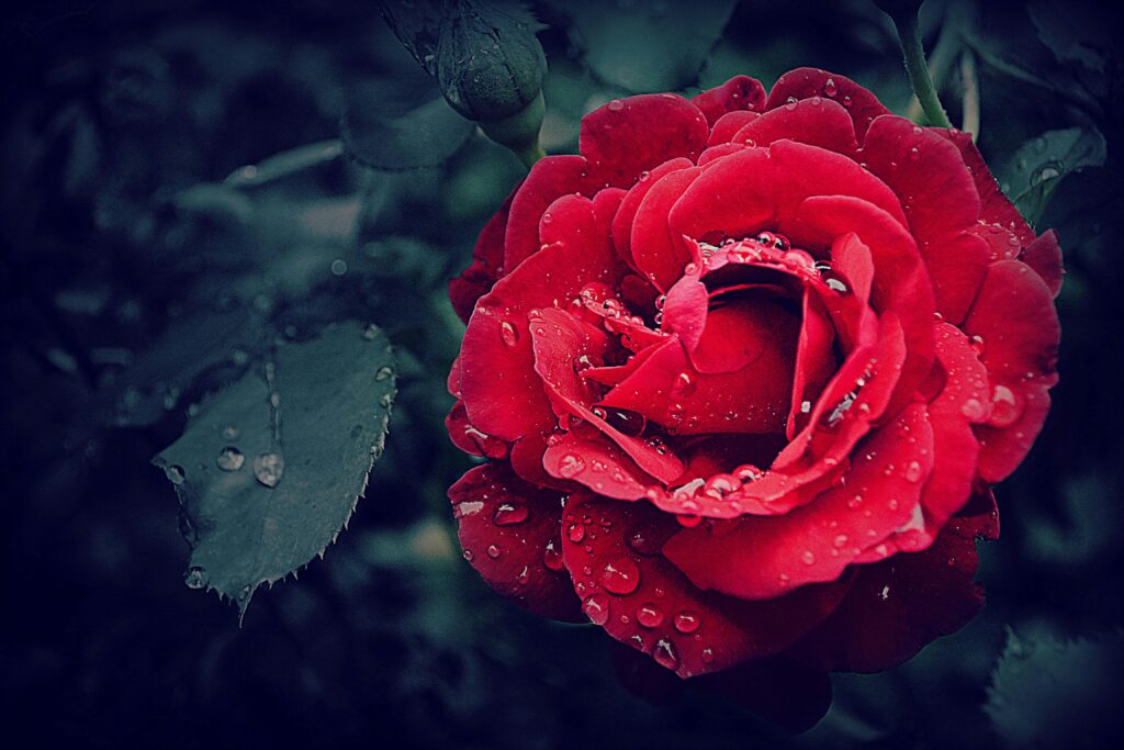 Poem 46-Rose A Flower Of Elagance